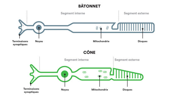 À quoi servent les cônes et les bâtonnets dans l'œil ? - Entrevoir