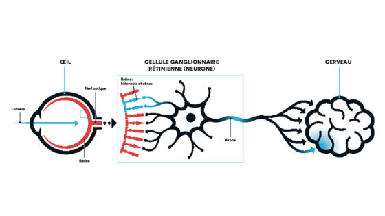 Le nerf optique, zoom - Hôpital ophtalmique Jules-Gonin