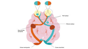 Le chemin de l'information visuelle dans le cerveau - Entrevoir