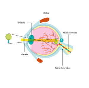 Le chemin de l'information visuelle dans le cerveau - Entrevoir