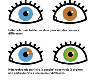 L'iris donne à nos yeux leur couleur - Entrevoir