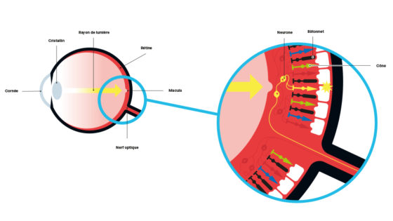 La rétine - Bienvu!, le magazine de la santé visuelle