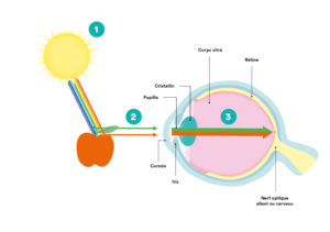 La vision des couleurs - Bienvu!, le magazine de la santé visuelle