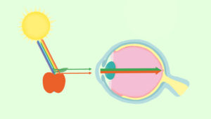 La vision des couleurs - Bienvu!, le magazine de la santé visuelle